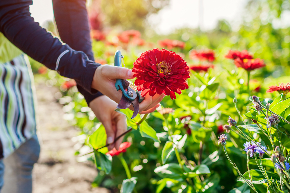 Grow Your Own Flower Bouquets From Seed Garden Retreat